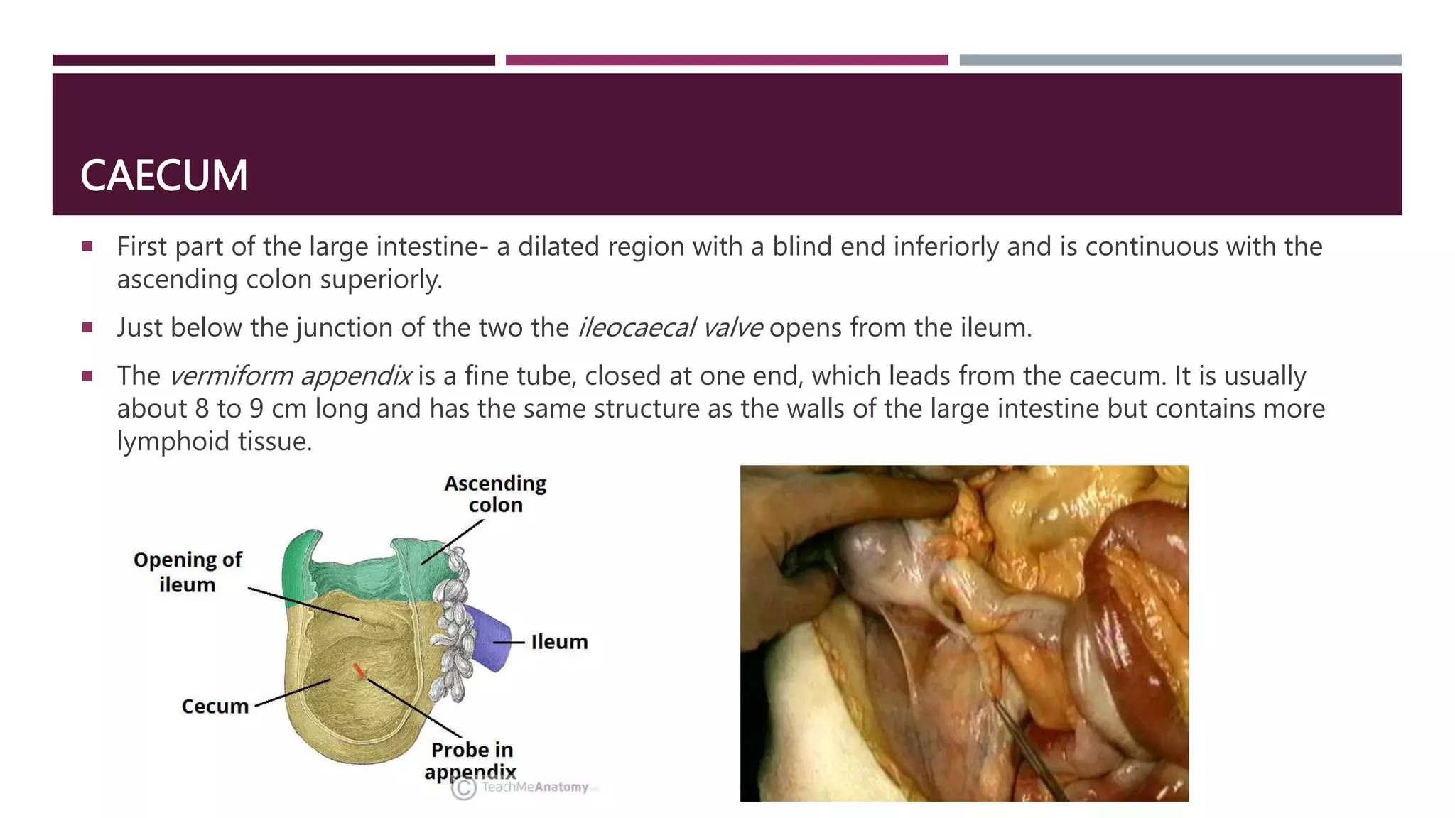 Anatomy of digestive system-III.pptx