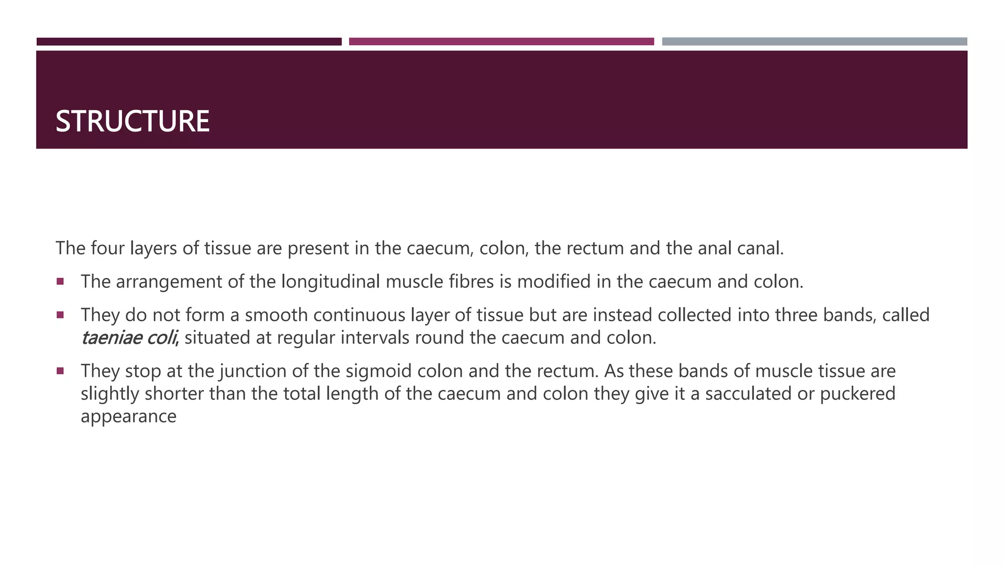 Anatomy of digestive system-III.pptx