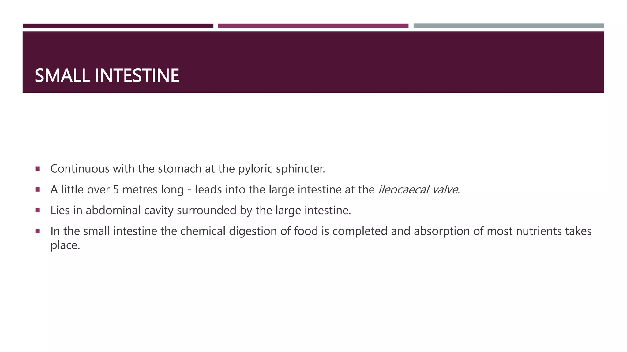 Anatomy of digestive system-III.pptx