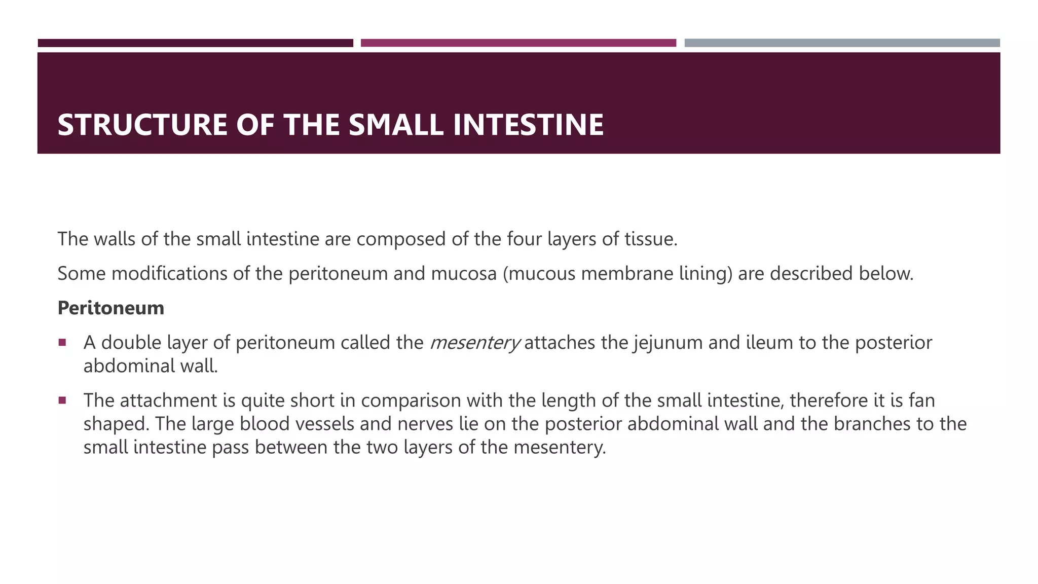 Anatomy of digestive system-III.pptx