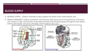 Anatomy of digestive system-III.pptx