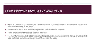 Anatomy of digestive system-III.pptx