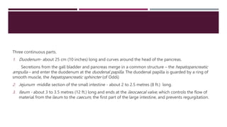 Anatomy of digestive system-III.pptx | Free Download