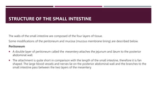 Anatomy of digestive system-III.pptx
