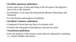 Animal Tissue & Anatomy of Domestic Animals.pptx