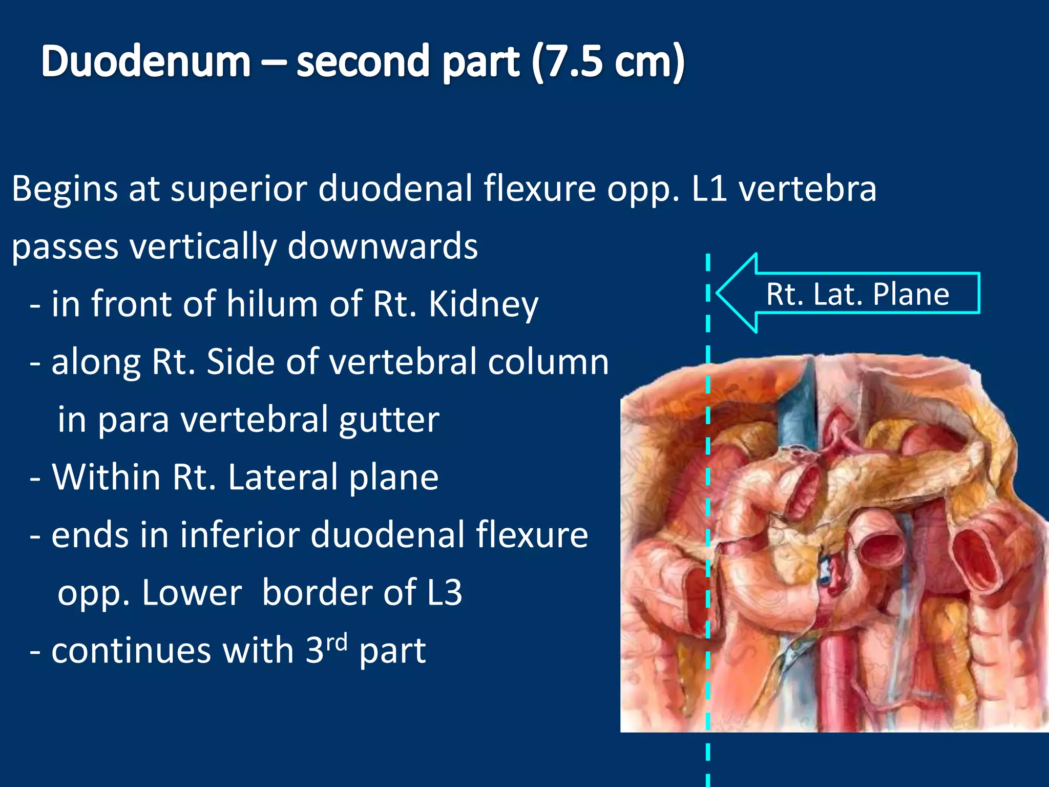Anatomy of duodenum, duodenum structure, PPT of duodenum, power point presentation duodenum | PPTX