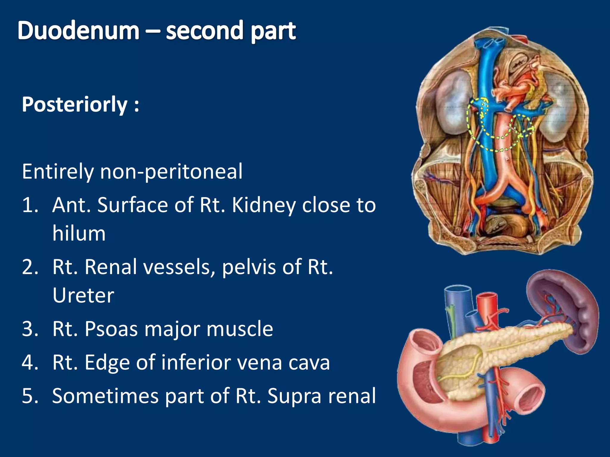 Anatomy of duodenum, duodenum structure, PPT of duodenum, power point presentation duodenum | PPTX