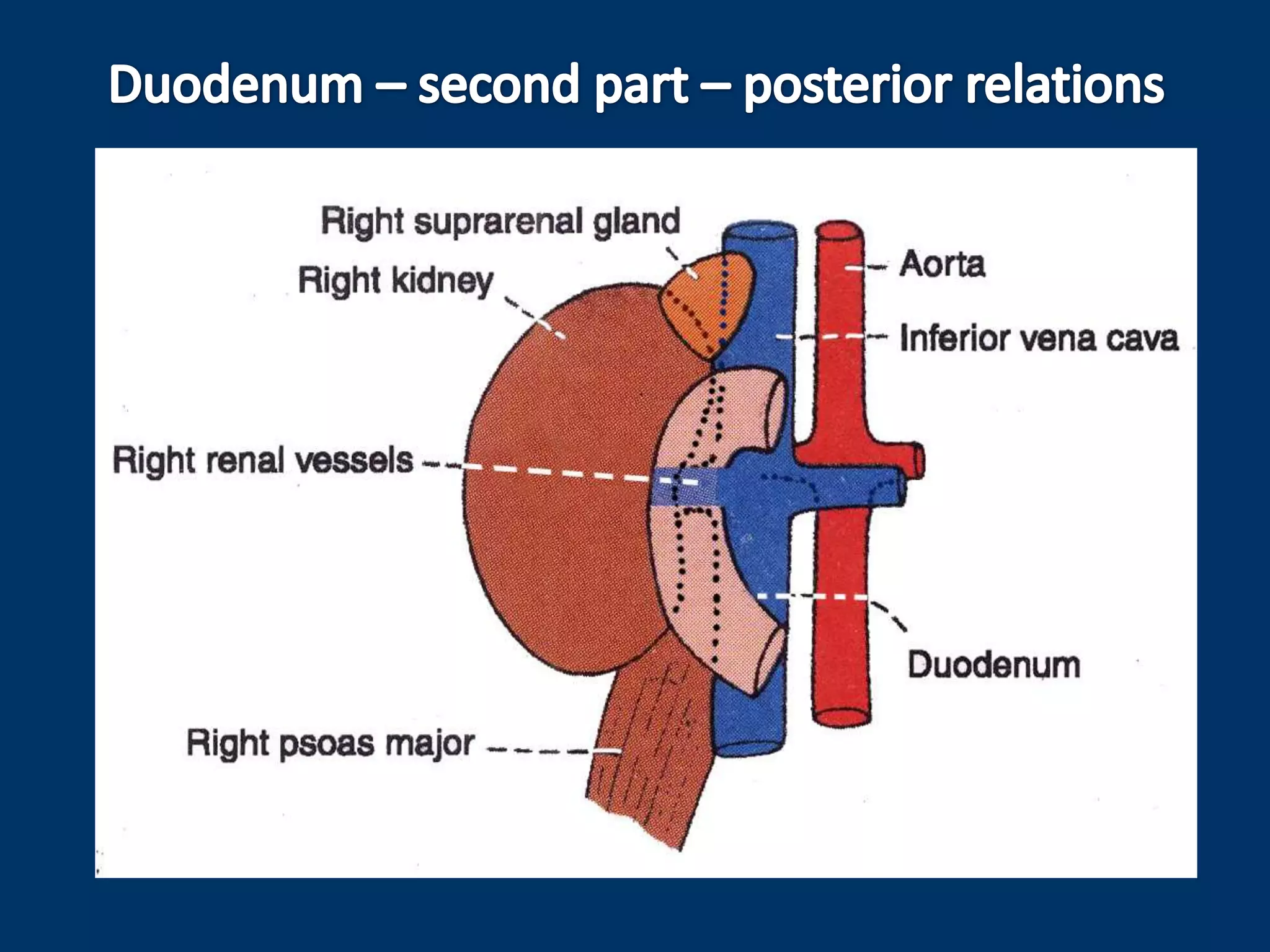 Anatomy of duodenum, duodenum structure, PPT of duodenum, power point presentation duodenum | PPTX