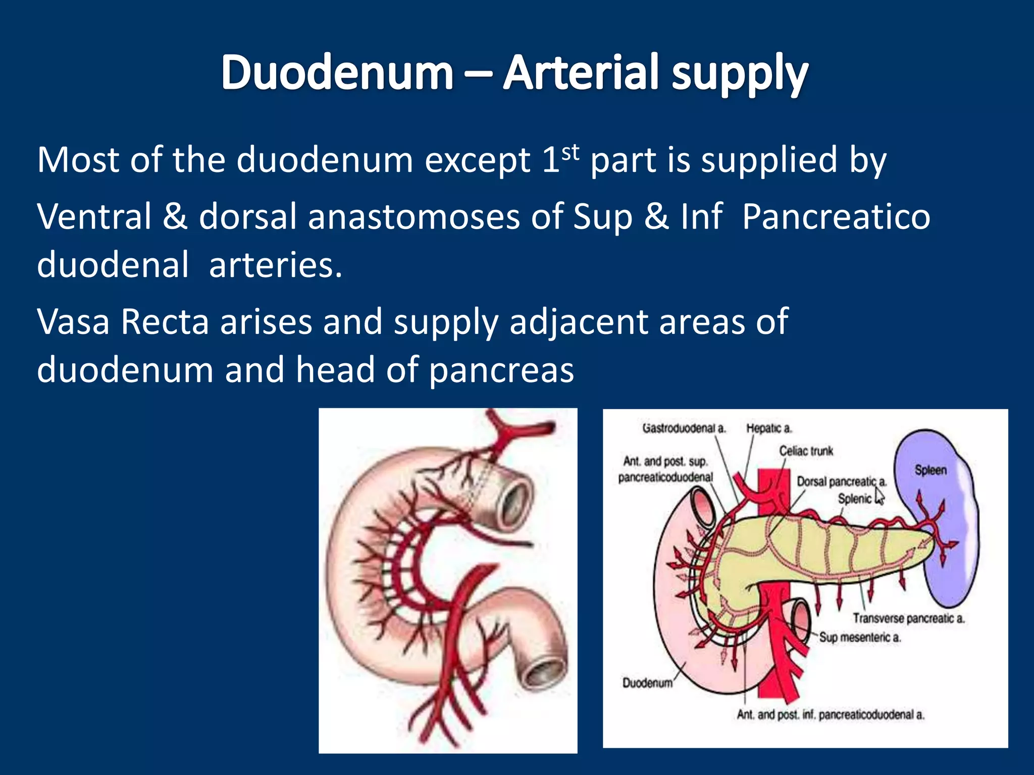 Anatomy of duodenum, duodenum structure, PPT of duodenum, power point presentation duodenum | PPTX