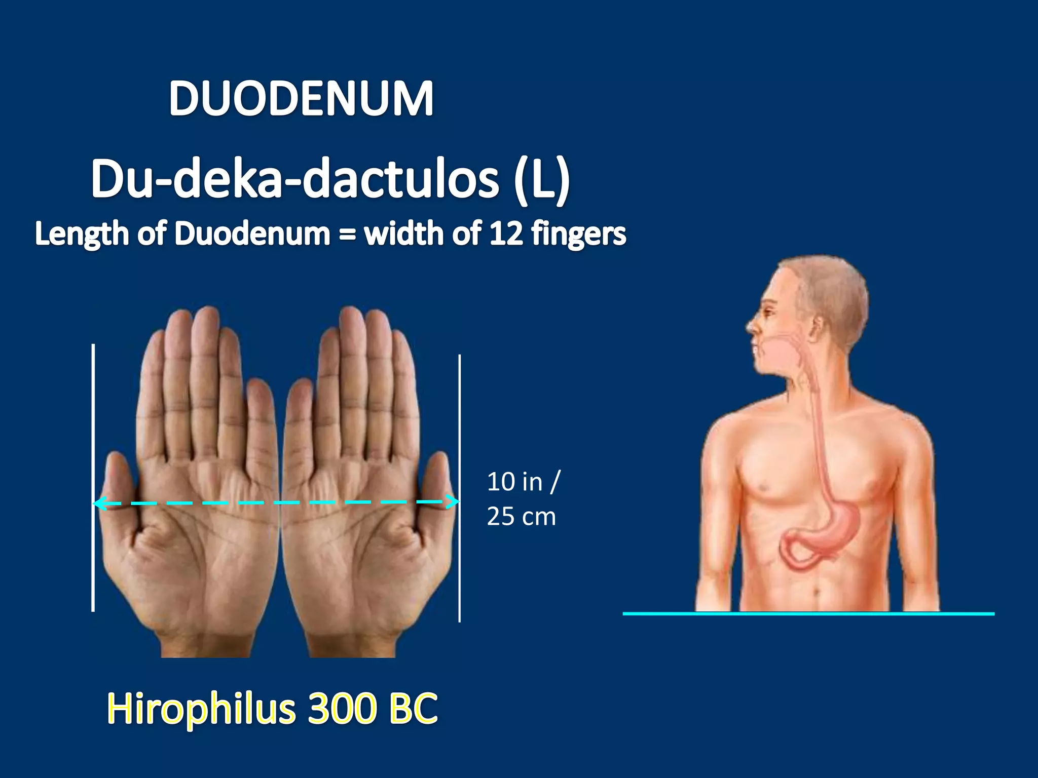 Anatomy Of Duodenum Duodenum Structure Ppt Of Duodenum Power Point Presentation Duodenum Pptx