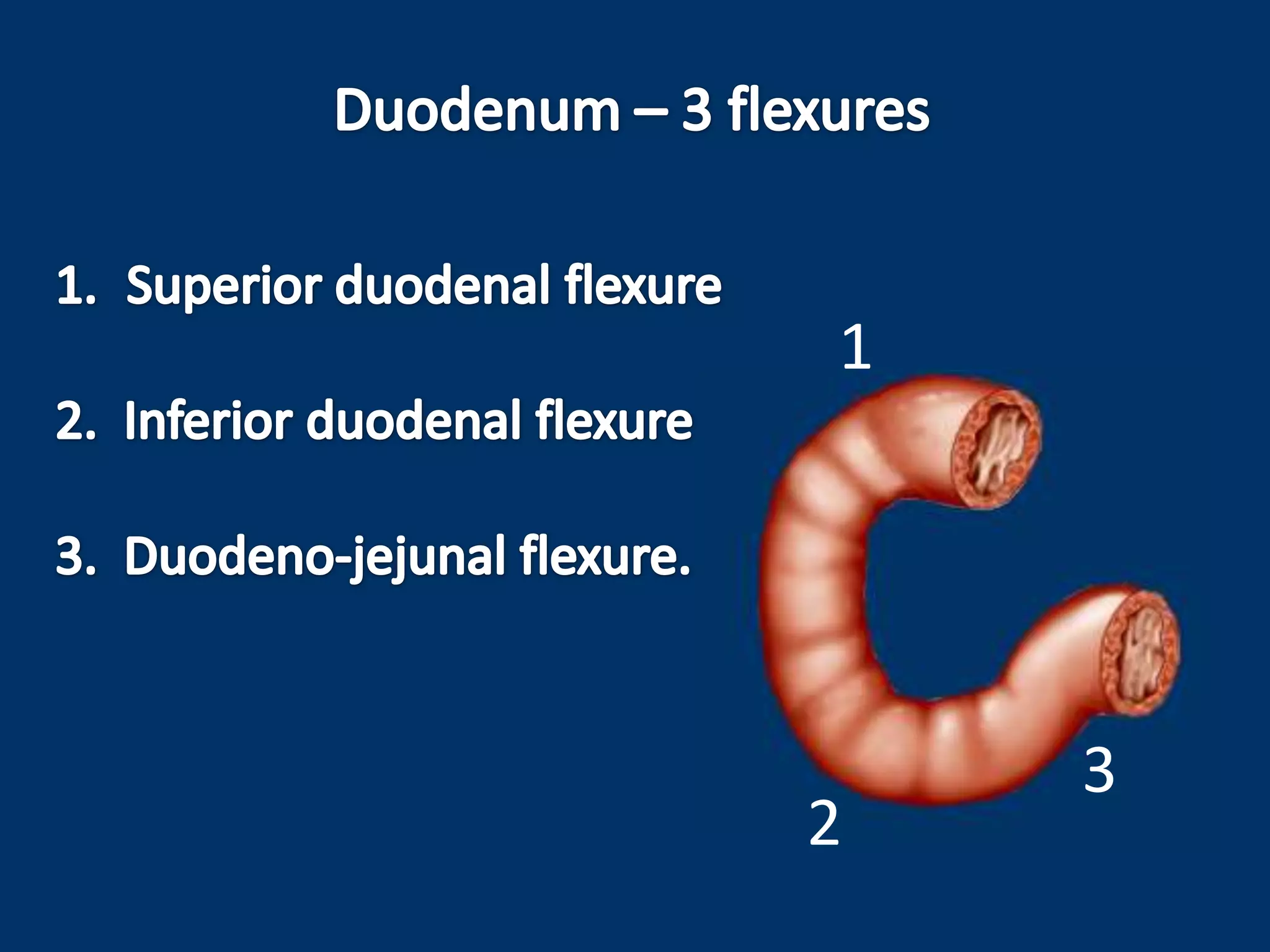 Anatomy of duodenum, duodenum structure, PPT of duodenum, power point presentation duodenum | PPTX