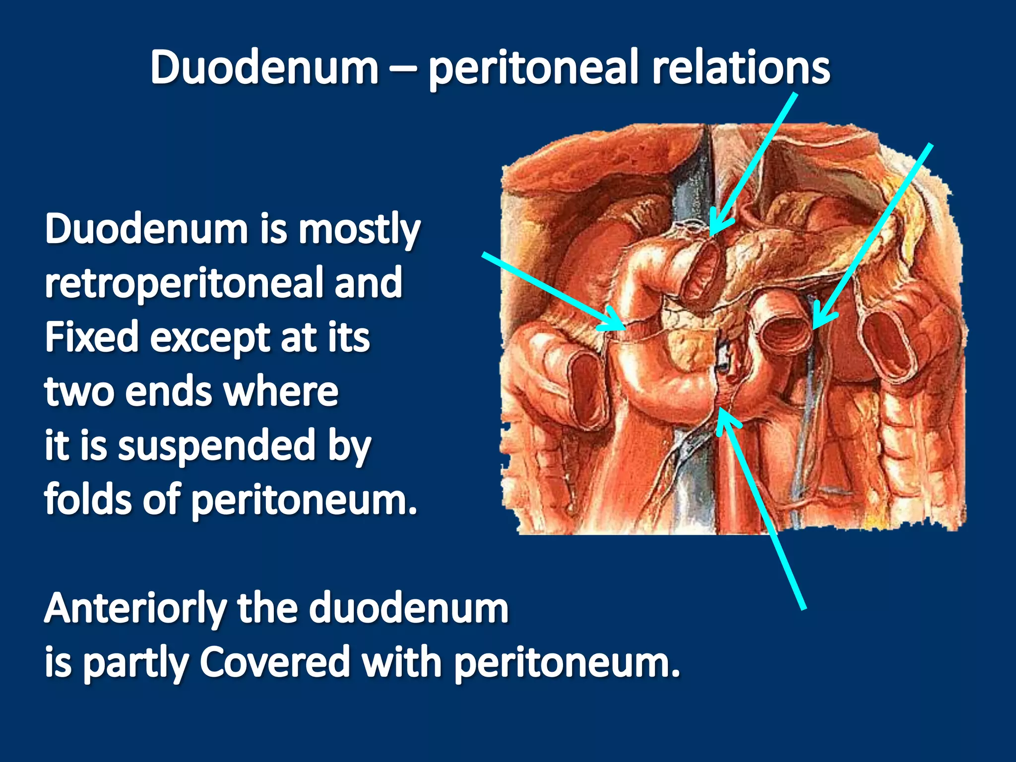 Anatomy of duodenum, duodenum structure, PPT of duodenum, power point presentation duodenum | PPTX