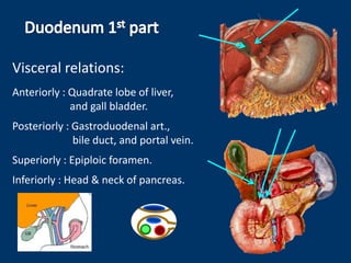 Anatomy of duodenum, duodenum structure, PPT of duodenum, power point ...