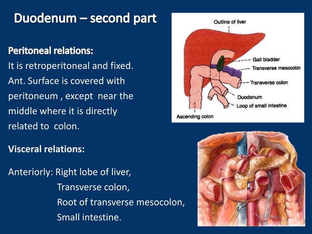Anatomy of duodenum, duodenum structure, PPT of duodenum, power point presentation duodenum ...