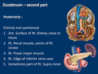 Anatomy of duodenum, duodenum structure, PPT of duodenum, power point ...