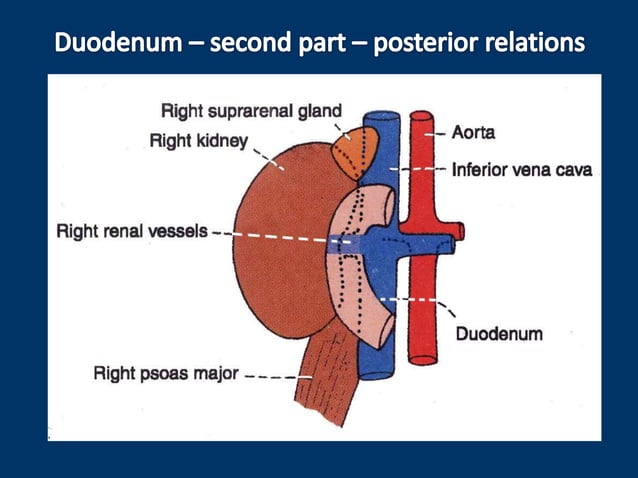 Anatomy of duodenum, duodenum structure, PPT of duodenum, power point ...
