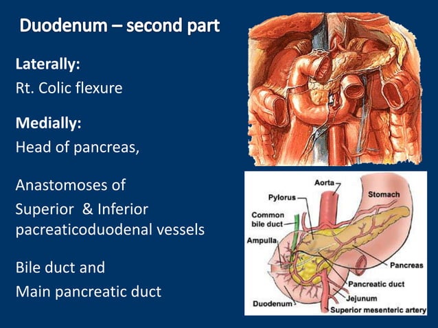 Anatomy of duodenum, duodenum structure, PPT of duodenum, power point presentation duodenum ...
