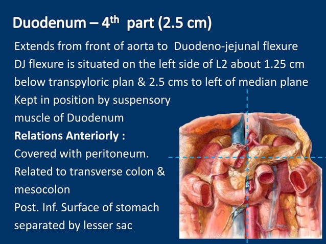 Anatomy of duodenum, duodenum structure, PPT of duodenum, power point ...