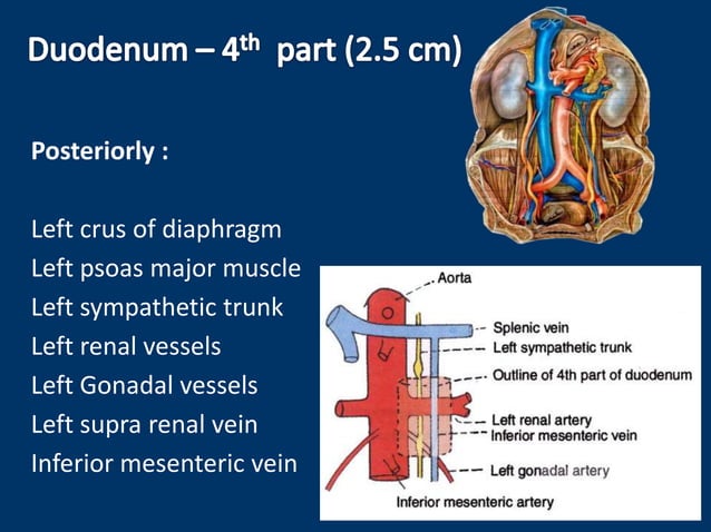 Anatomy of duodenum, duodenum structure, PPT of duodenum, power point ...