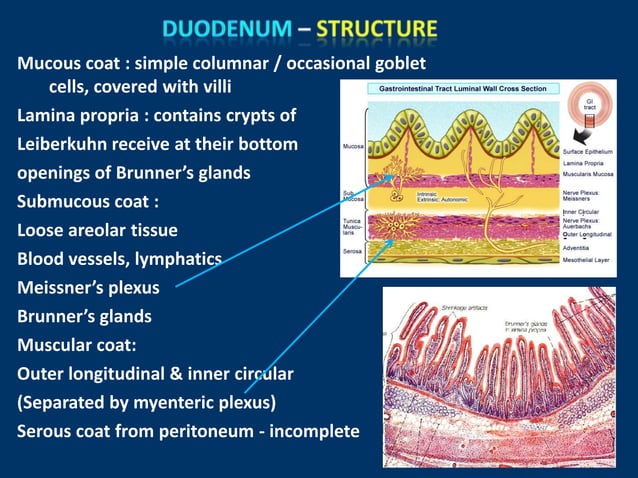 Anatomy of duodenum, duodenum structure, PPT of duodenum, power point presentation duodenum ...