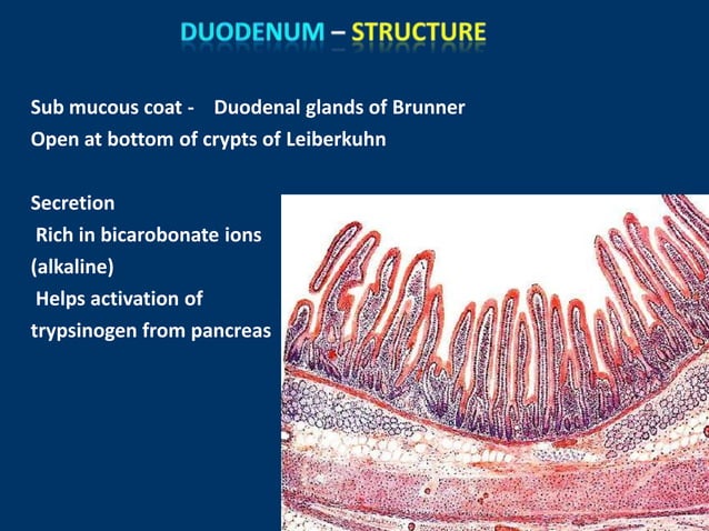 Anatomy of duodenum, duodenum structure, PPT of duodenum, power point presentation duodenum ...