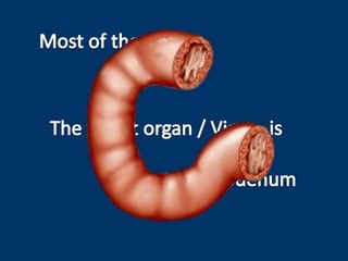 Anatomy of duodenum, duodenum structure, PPT of duodenum, power point presentation duodenum | PPTX