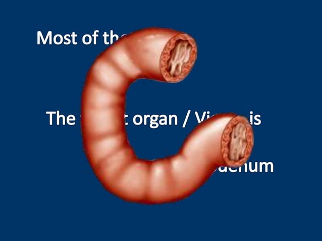 Anatomy Of Duodenum Duodenum Structure Ppt Of Duodenum Power Point Presentation Duodenum