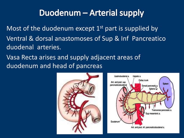 Anatomy of duodenum, duodenum structure, PPT of duodenum, power point presentation duodenum ...