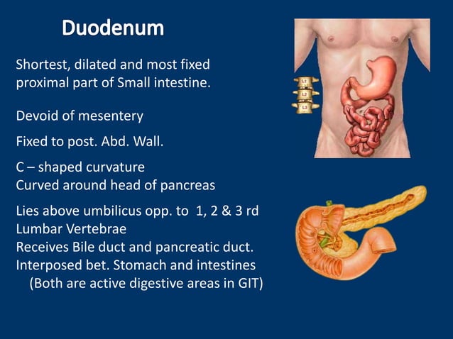 Anatomy Of Duodenum Duodenum Structure Ppt Of Duodenum Power Point Presentation Duodenum
