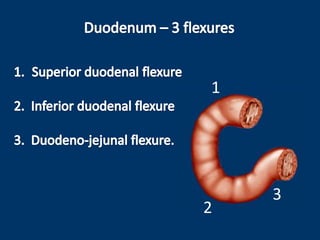 Anatomy of duodenum, duodenum structure, PPT of duodenum, power point presentation duodenum | PPTX