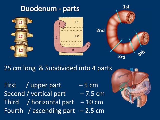 Anatomy of duodenum, duodenum structure, PPT of duodenum, power point presentation duodenum ...