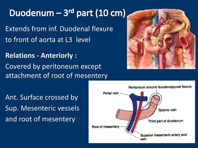 Anatomy Of Duodenum Duodenum Structure Ppt Of Duodenum Power Point Presentation Duodenum