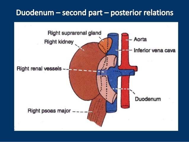 Anatomy Of Duodenum