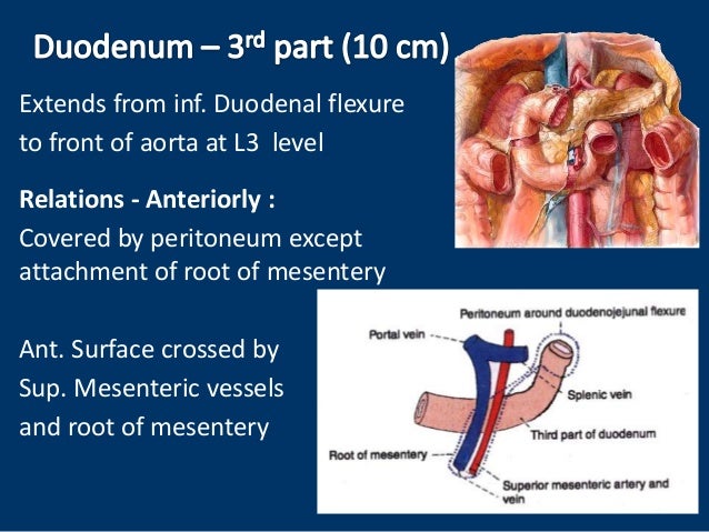 Anatomy Of Duodenum