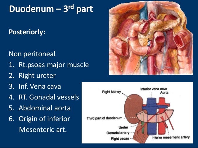 Anatomy of duodenum, duodenum structure, PPT of duodenum, power point…