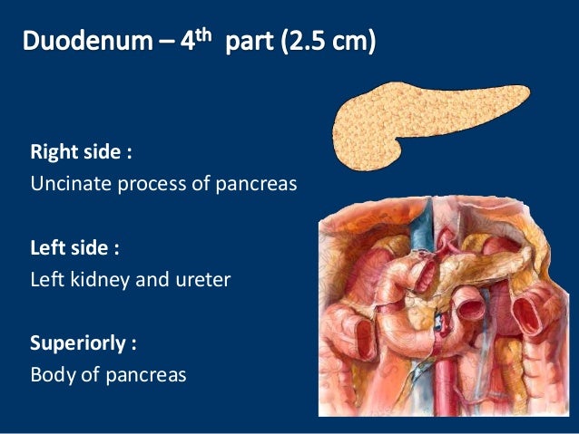 Anatomy of duodenum, duodenum structure, PPT of duodenum, power point…