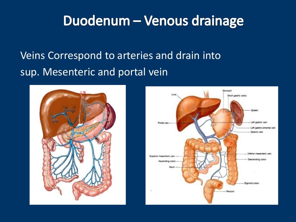 Anatomy Of Duodenum Duodenum Structure Ppt Of Duodenum Power Point…