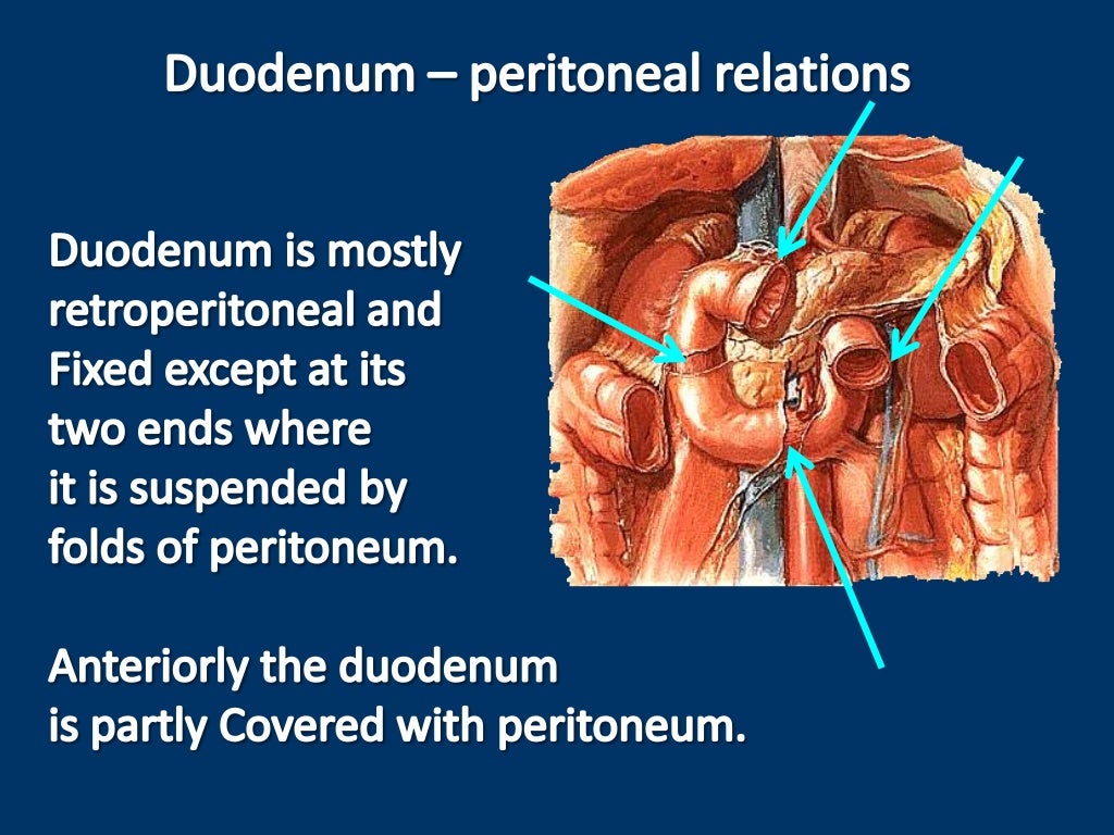 Anatomy Of Duodenum
