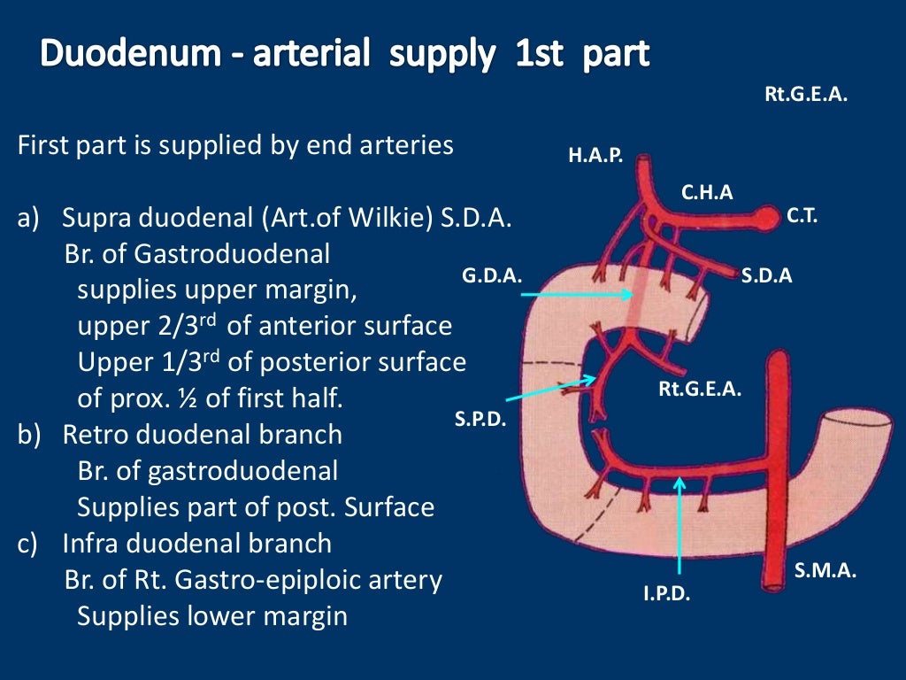 Anatomy of duodenum, duodenum structure, PPT of duodenum, power point…