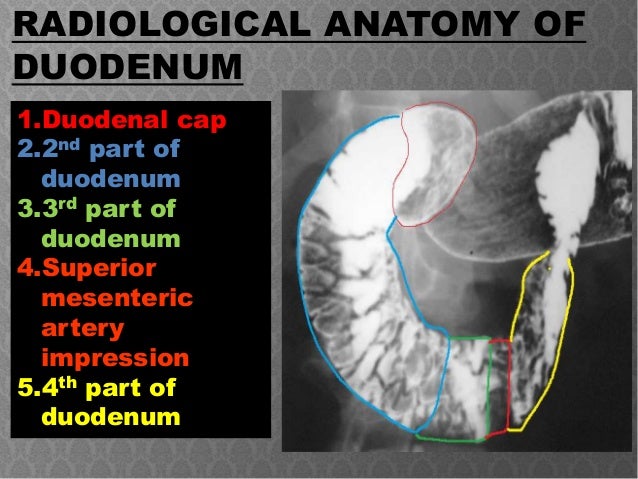 Anatomy of duodenum