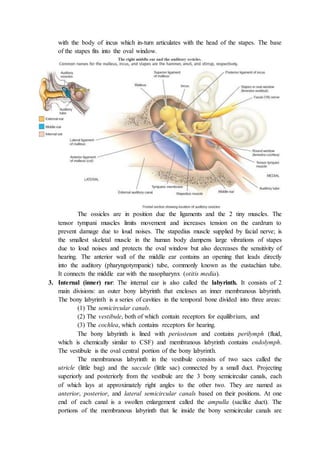 Anatomy of ear | DOCX | Ear, Nose and Throat Conditions | Diseases and ...