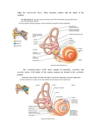 Anatomy of ear | DOCX | Ear, Nose and Throat Conditions | Diseases and ...