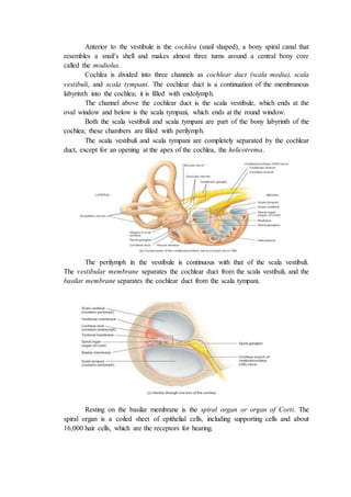 Anatomy of ear | DOCX