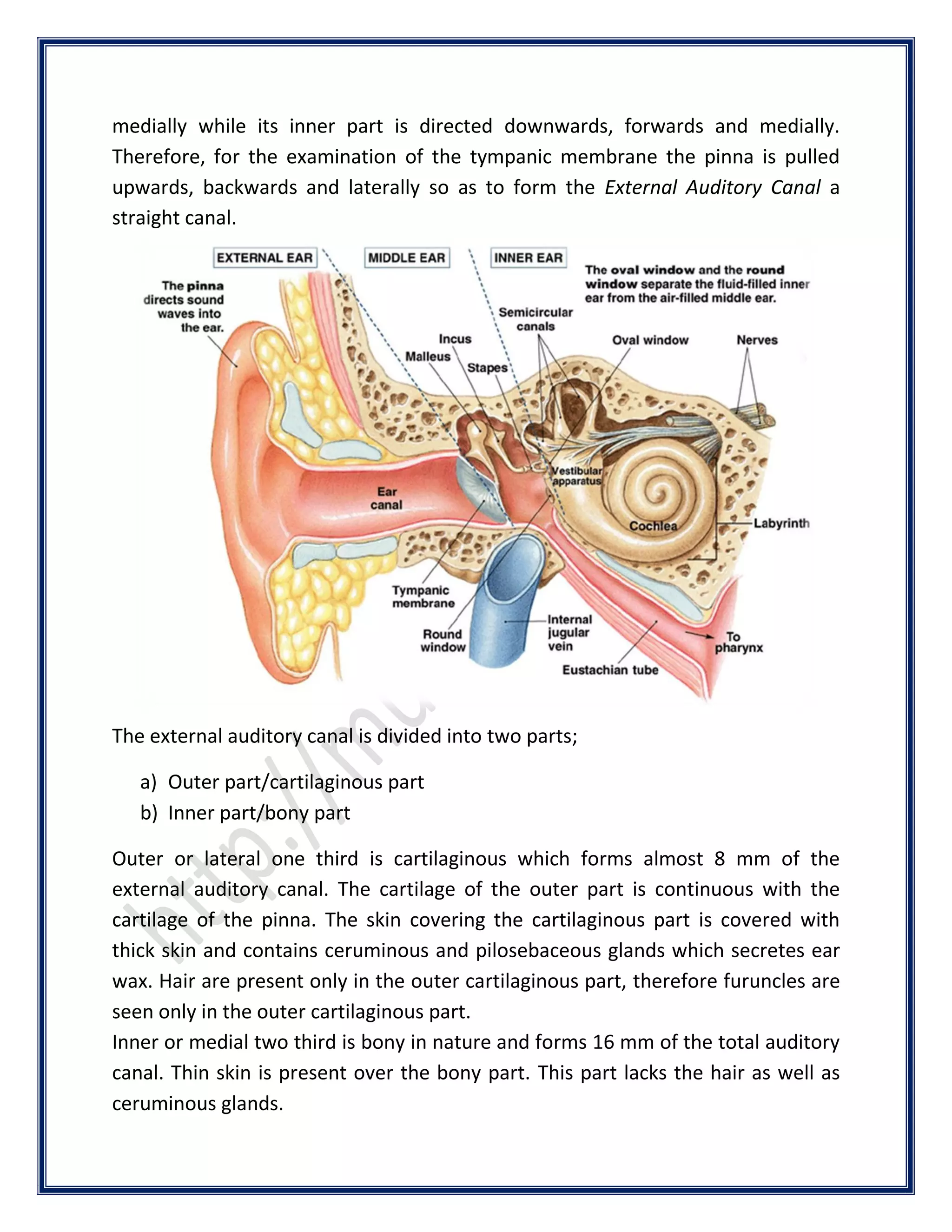 Anatomy of Ear | SurgicoMed.com