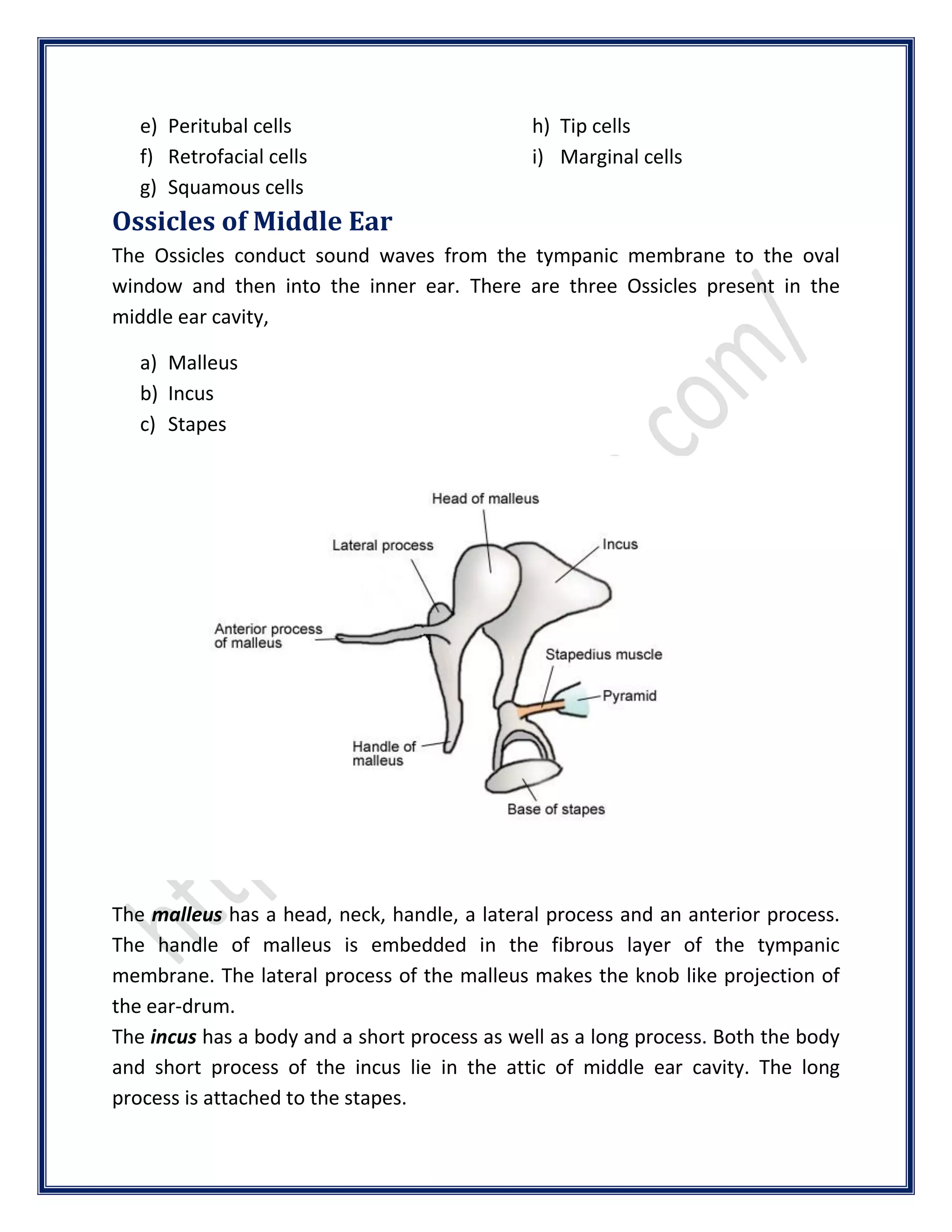 Anatomy of Ear | SurgicoMed.com