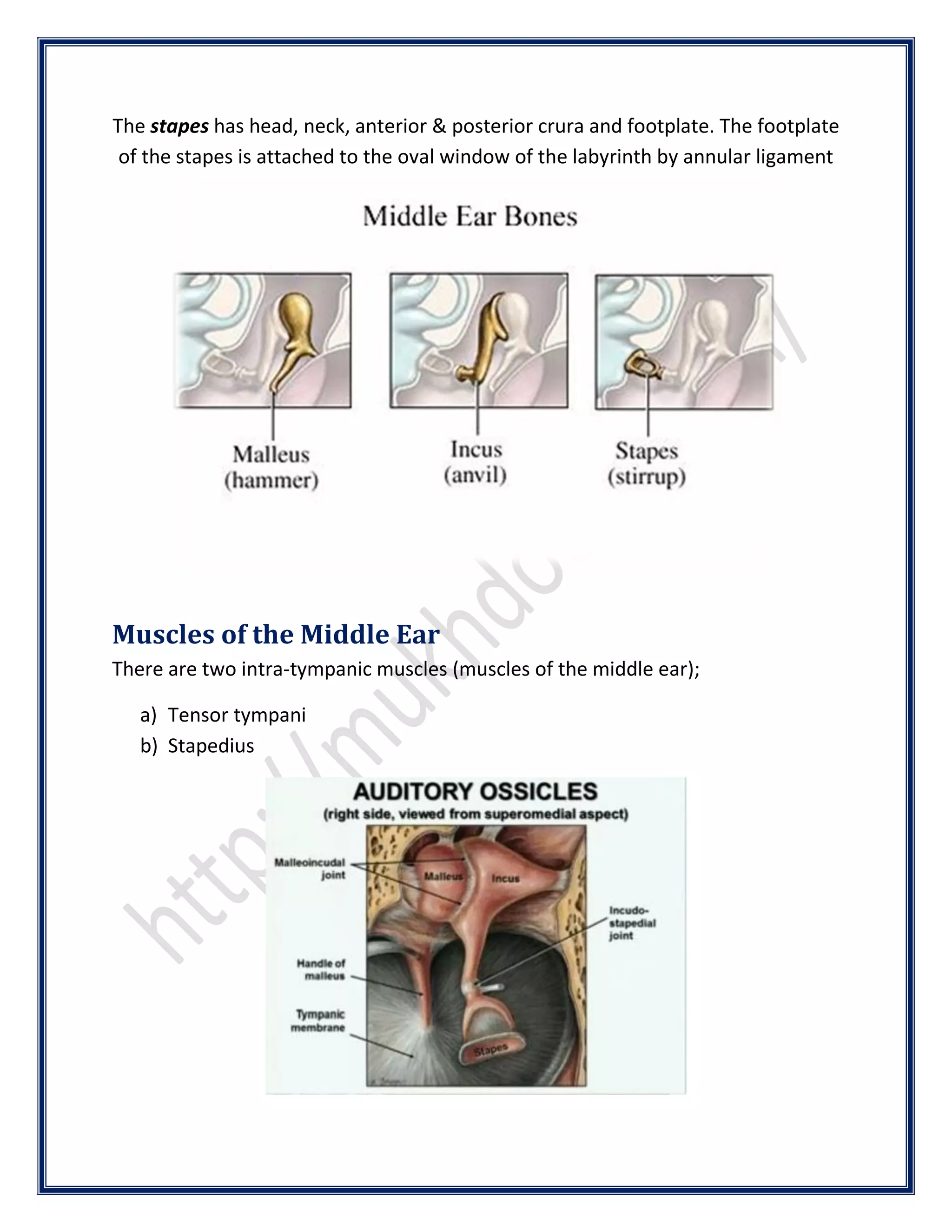 Anatomy of Ear | SurgicoMed.com