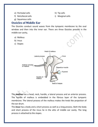 Anatomy of Ear | SurgicoMed.com