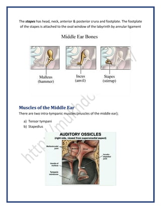 Anatomy of Ear | SurgicoMed.com