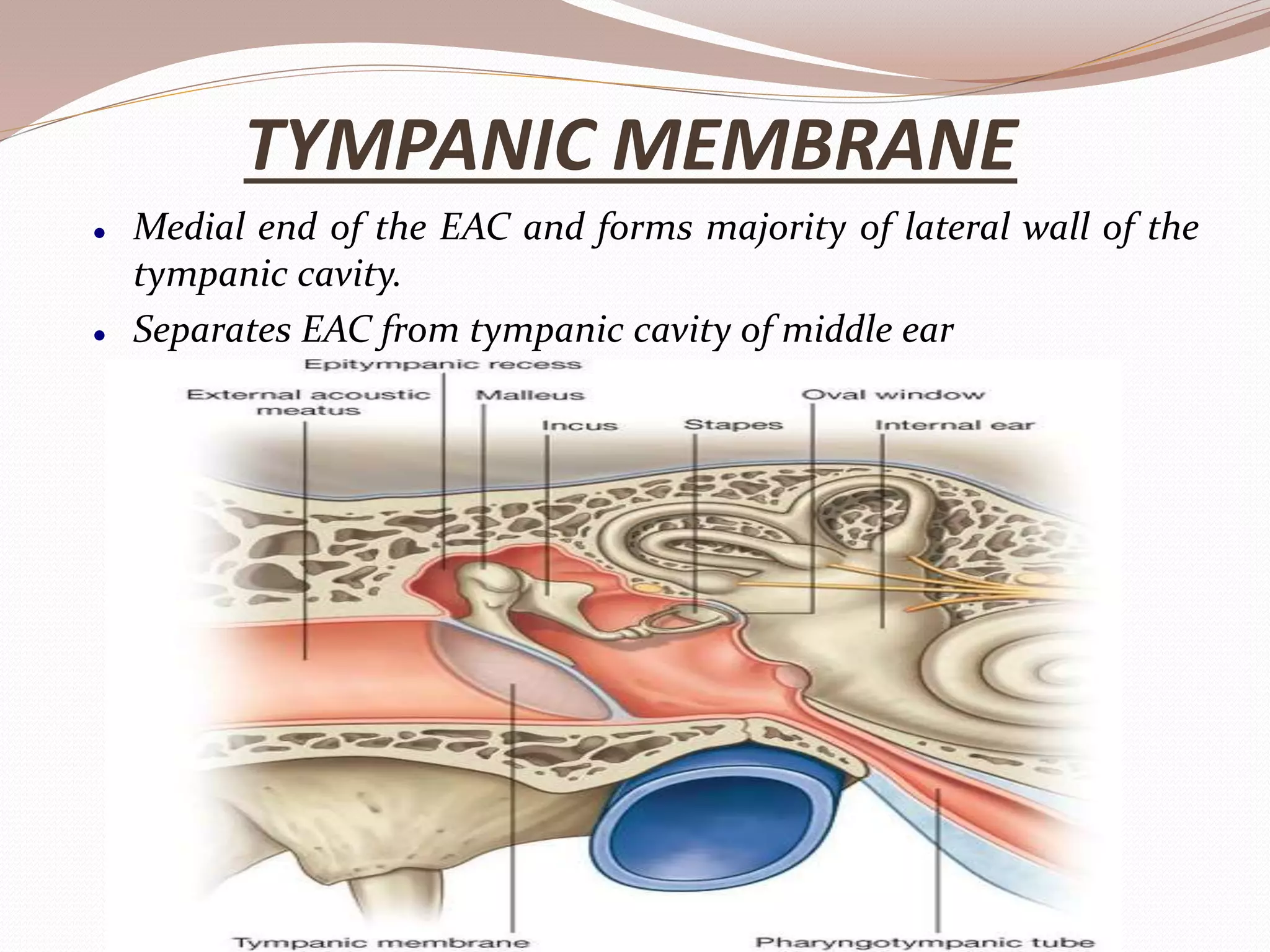 Anatomy of ear | PPTX