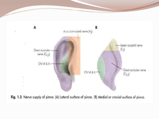 Anatomy of ear | PPTX